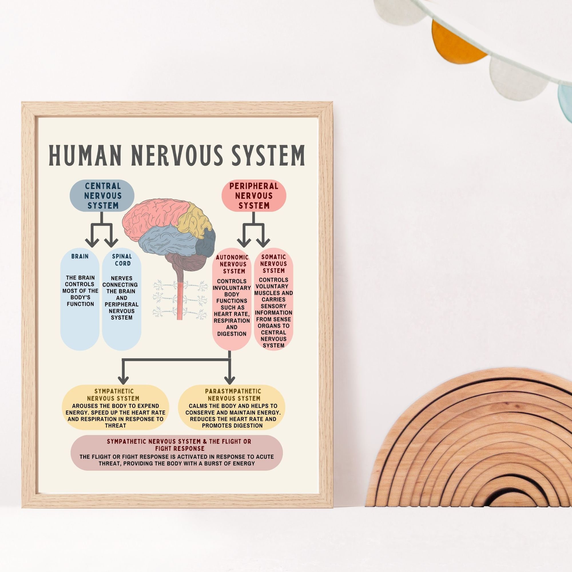 The Human Nervous System Brain Poster Fight or Flight Response CBT DBT ...