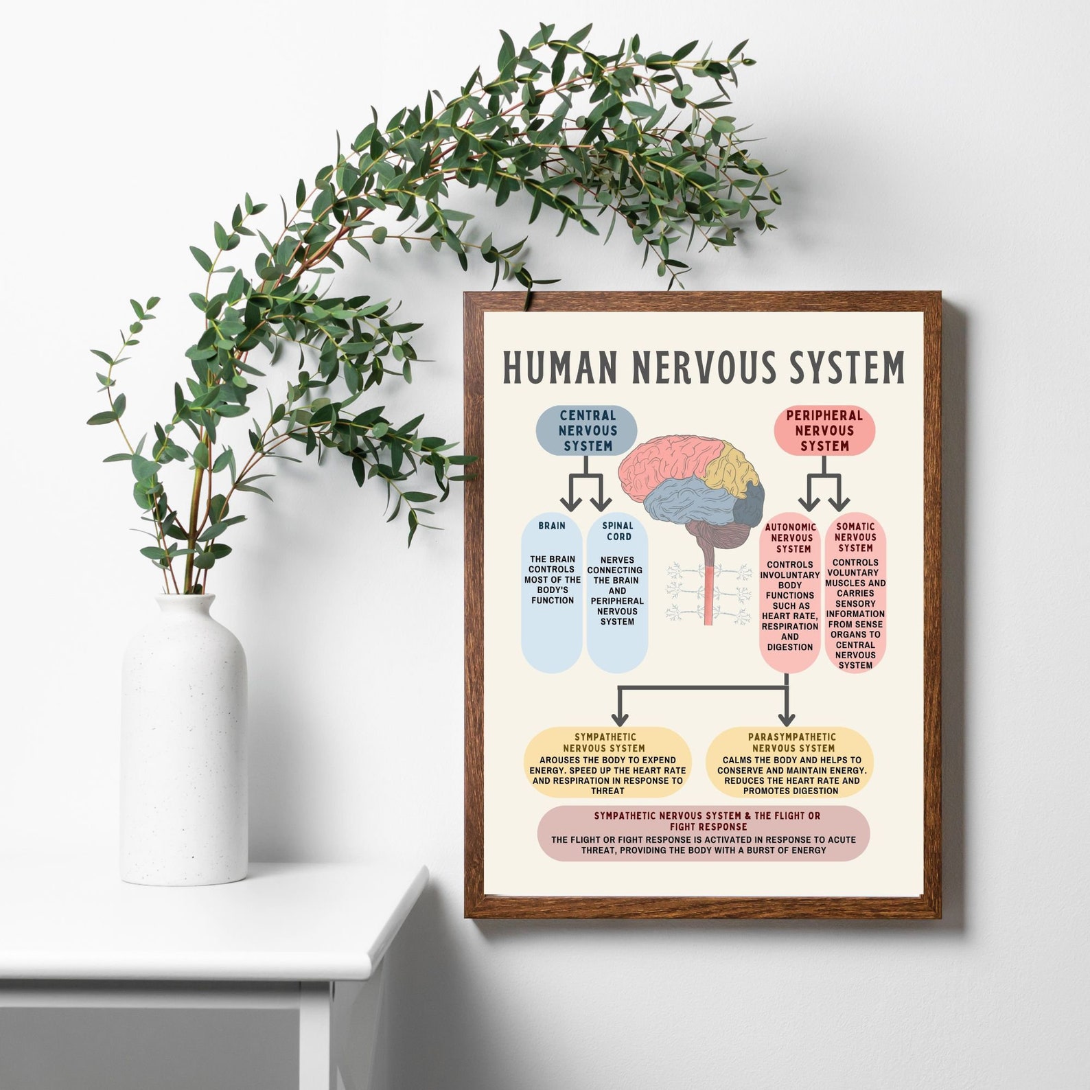 The Human Nervous System Brain Poster Fight or Flight Response CBT DBT ...