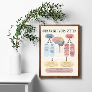 The Human Nervous System Brain Poster Fight or Flight Response CBT DBT ...