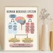The Human Nervous System Brain Poster Fight or Flight Response CBT DBT ...