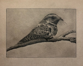 Whippoorwill Art - Etsy