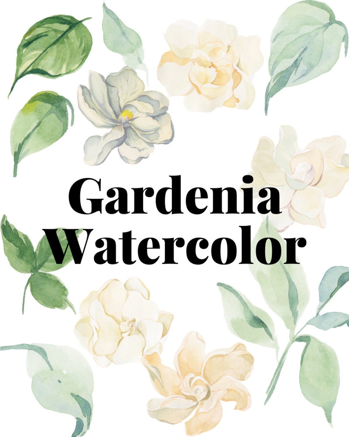 Gardenia Watercolor Floral PNG Bundle Illustrations, Instant Download ...
