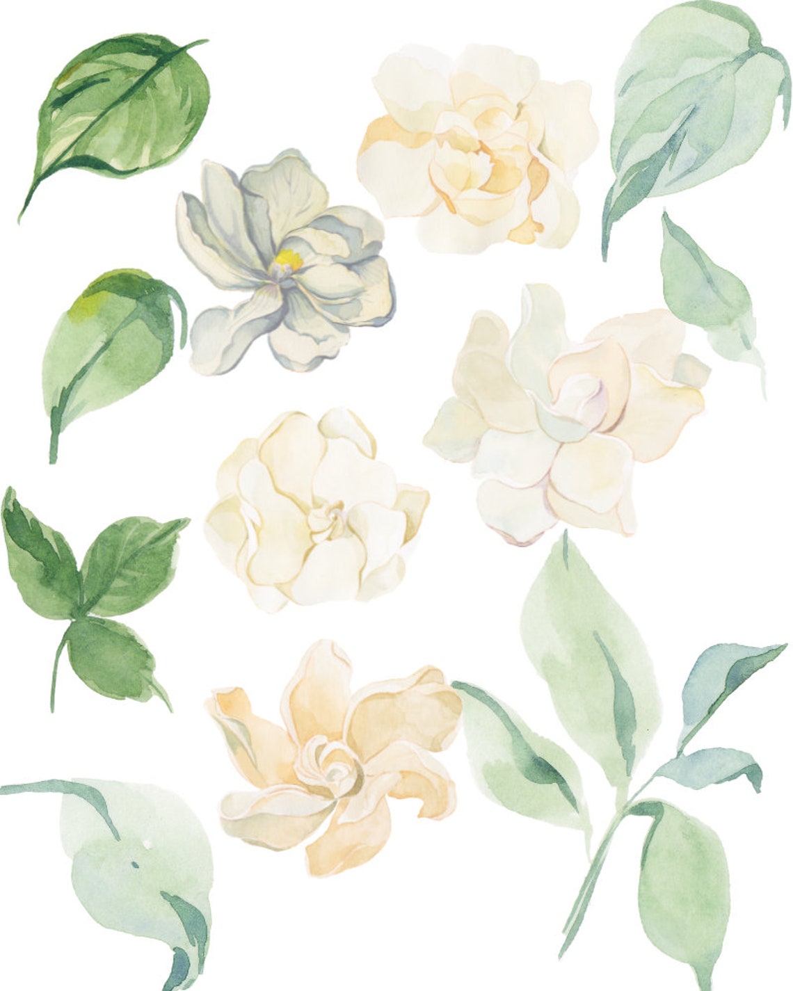 Gardenia Watercolor Floral PNG Bundle Illustrations, Instant Download ...