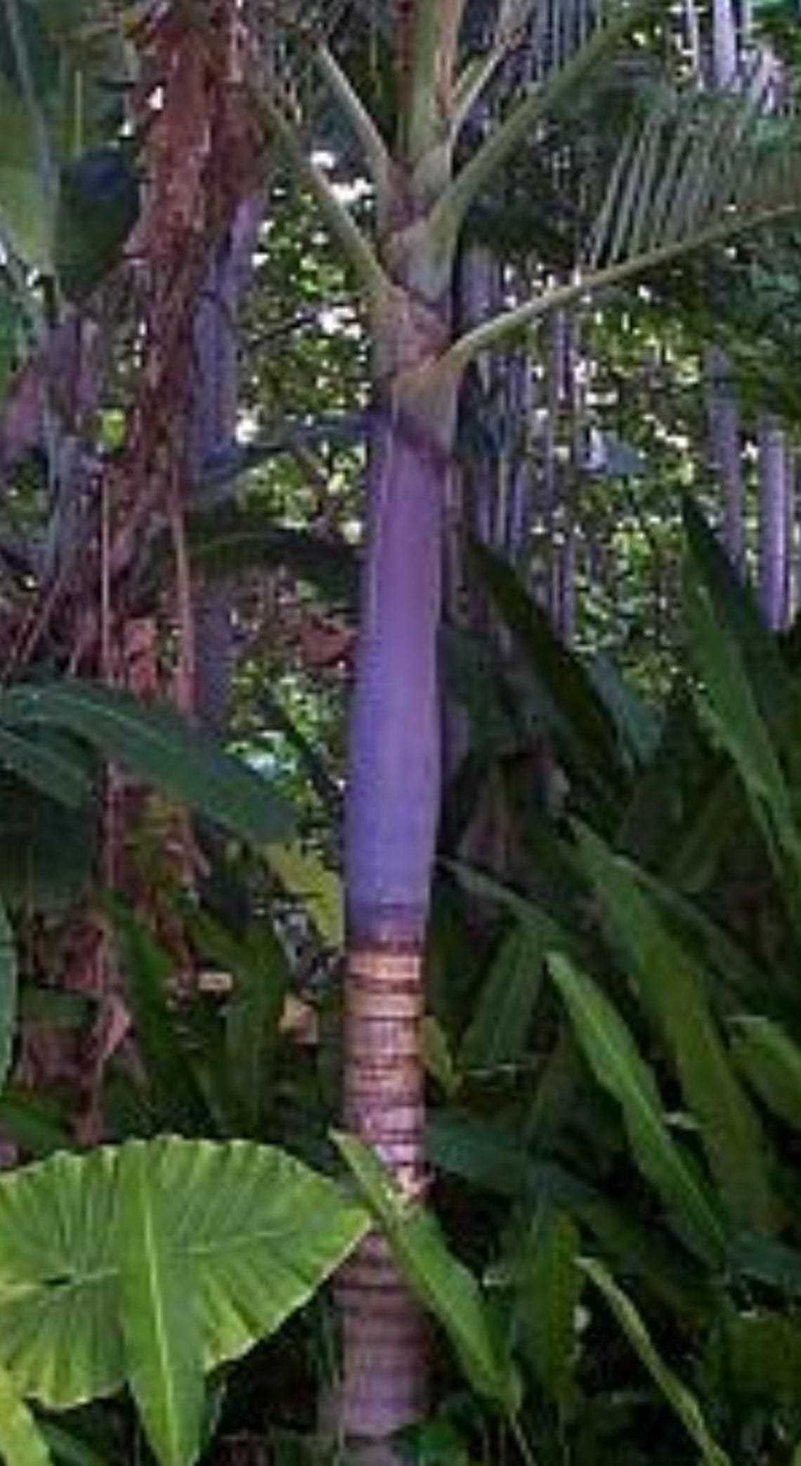 Purple Crownshaft King Palm Seedlings - Etsy