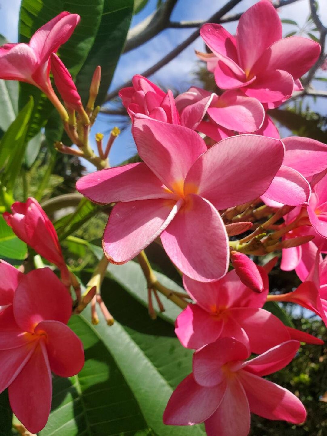 3 Pink Plumeria Cuttings - Etsy