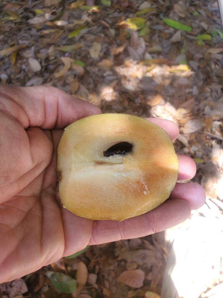 5 Sapodilla Tropical Fruit Tree Seeds - Etsy