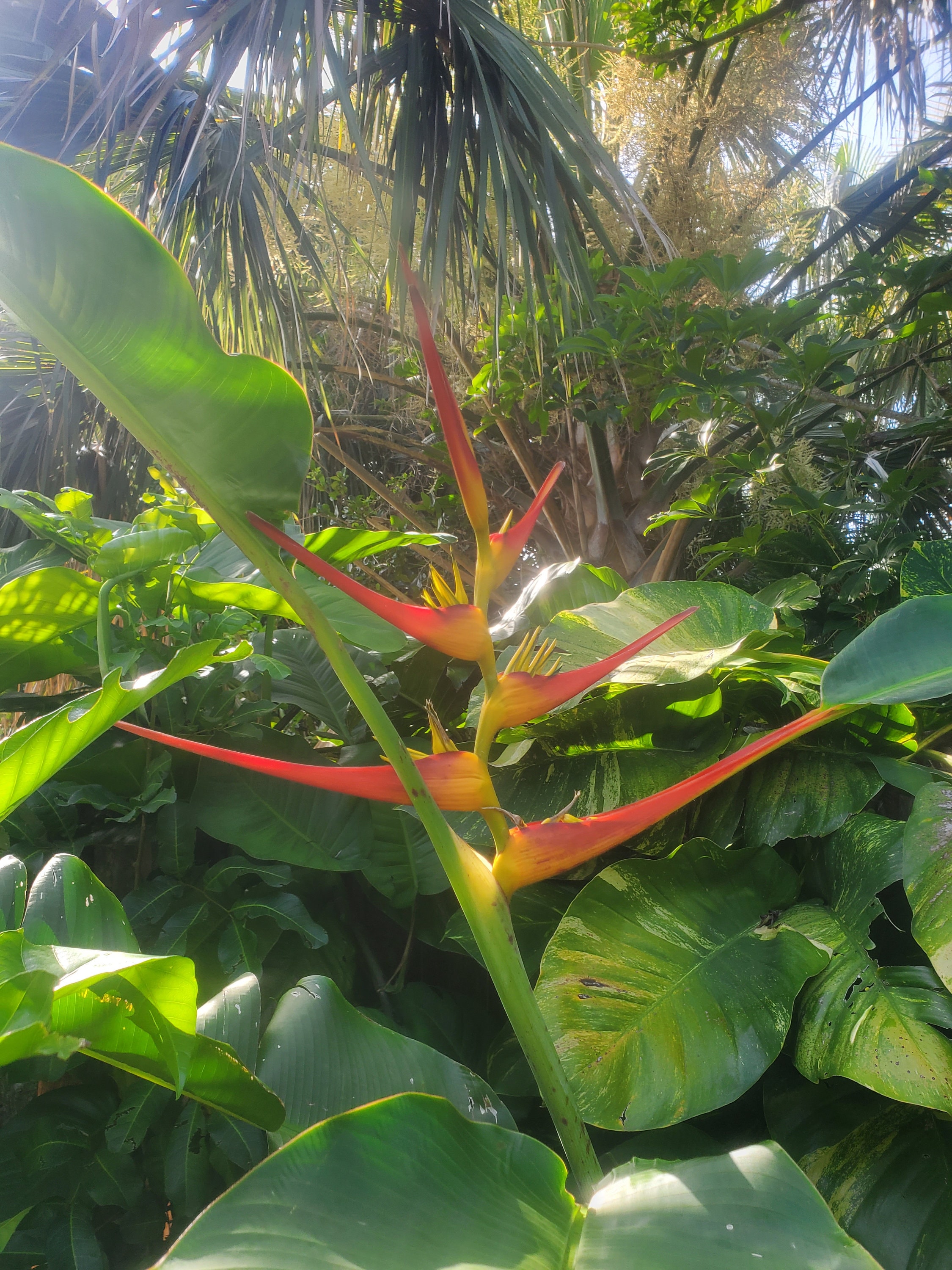 Heliconia Red Yellow Gyro 2 Rhizomes - Etsy