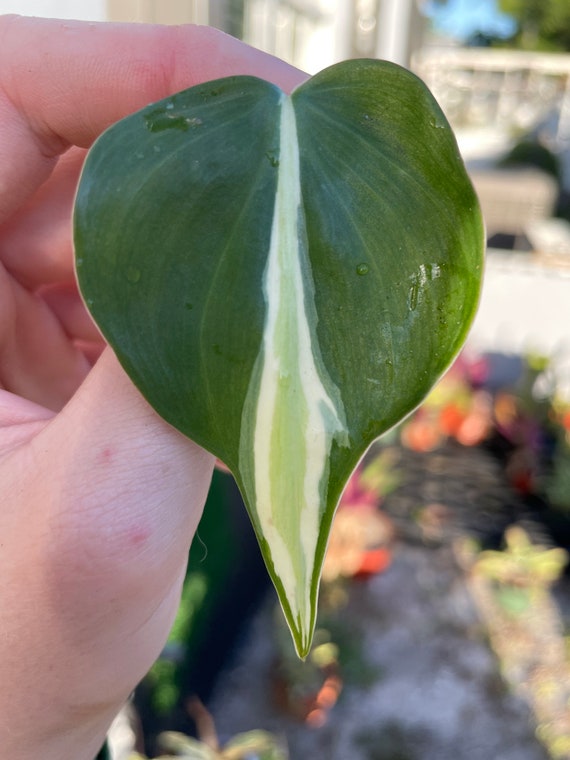 Silver-stripe Philodendron Cutting Plant Cutting Pothos | Etsy