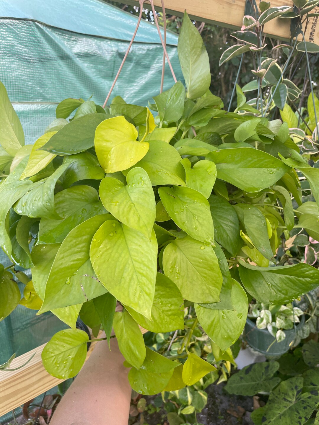 Neon Pothos Cutting | Plant Cutting | Pothos Cutting | Single Node ...