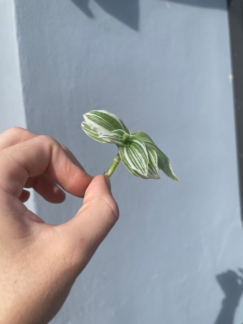 Yellow Zebra Tradescantia | T. Fluminensis 'aureovariegata' | Plant ...