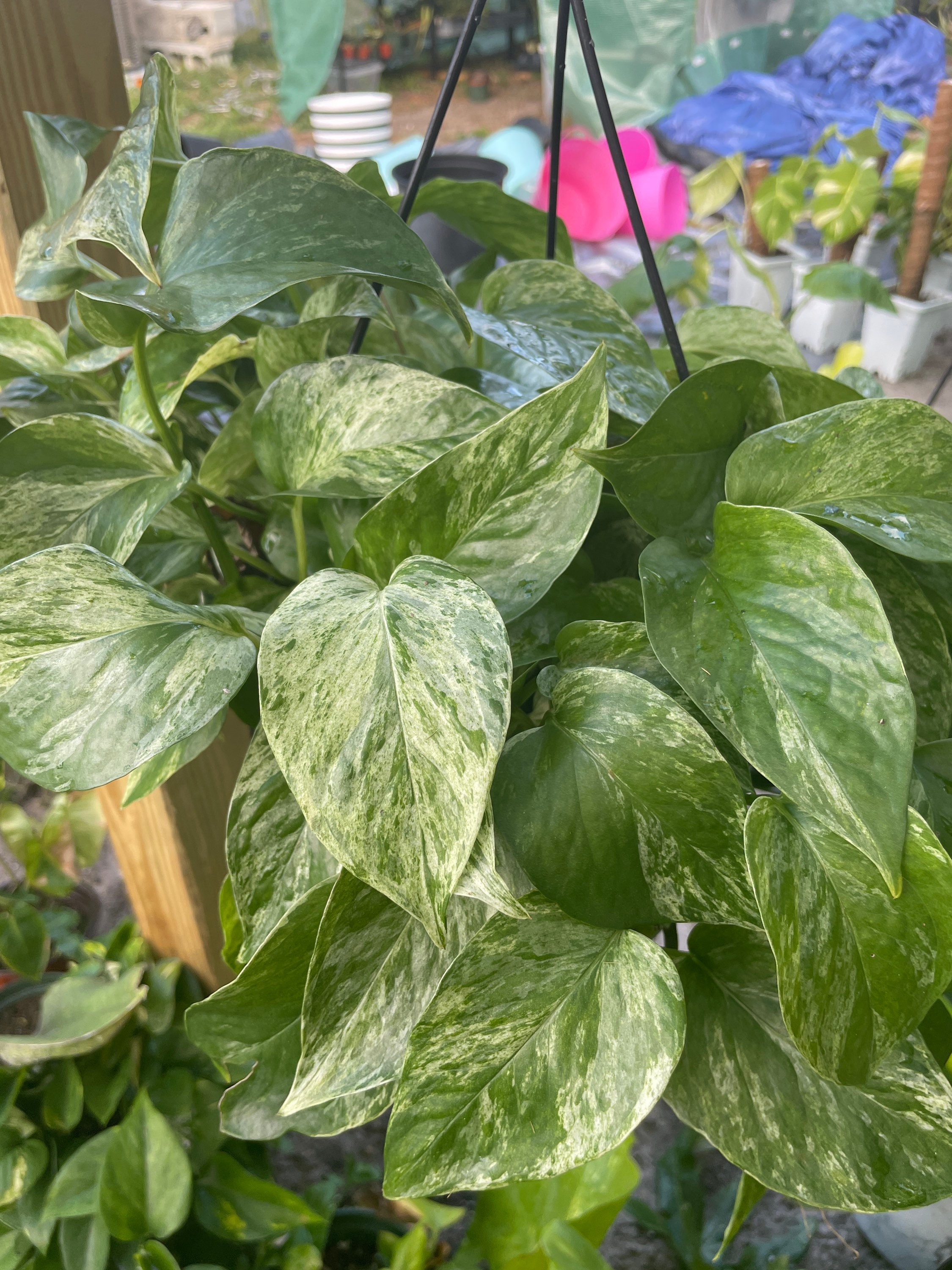 Marble Pothos Cutting Plant Cutting Pothos Cutting Single Node ...