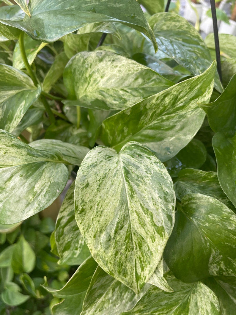 Marble Pothos Cutting Plant Cutting Pothos Cutting Single Node ...