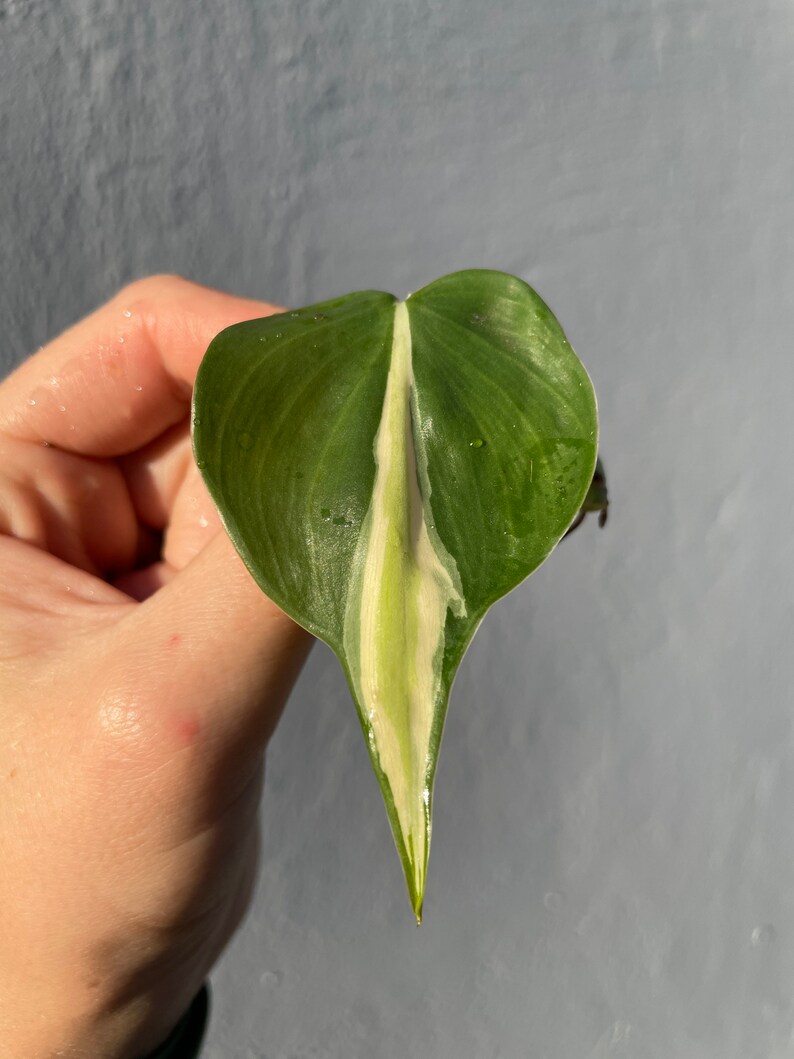 Silver-stripe Philodendron Cutting | Plant Cutting | Pothos Cutting ...