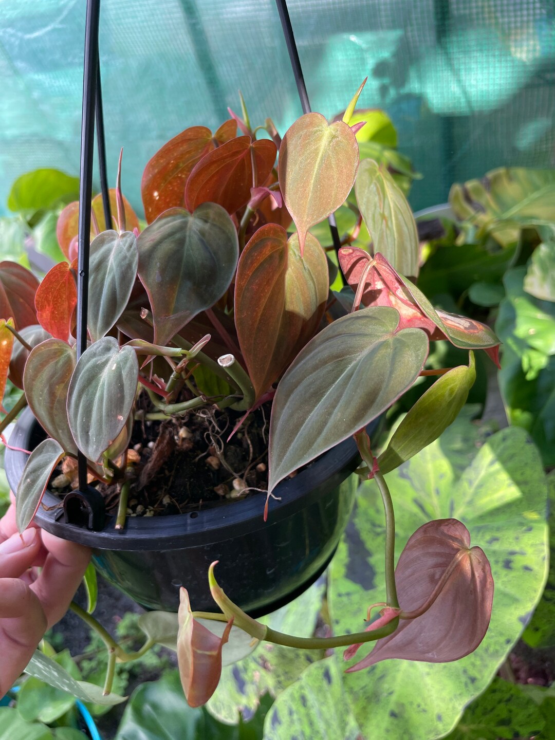 Micans Philodendron Cutting | Plant Cutting | Pothos Cutting | Single ...