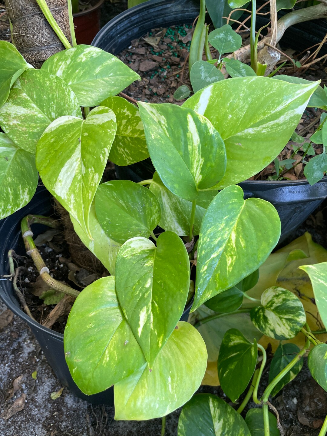 Golden Pothos Cutting | Plant Cutting | Pothos Cutting | Single Node ...