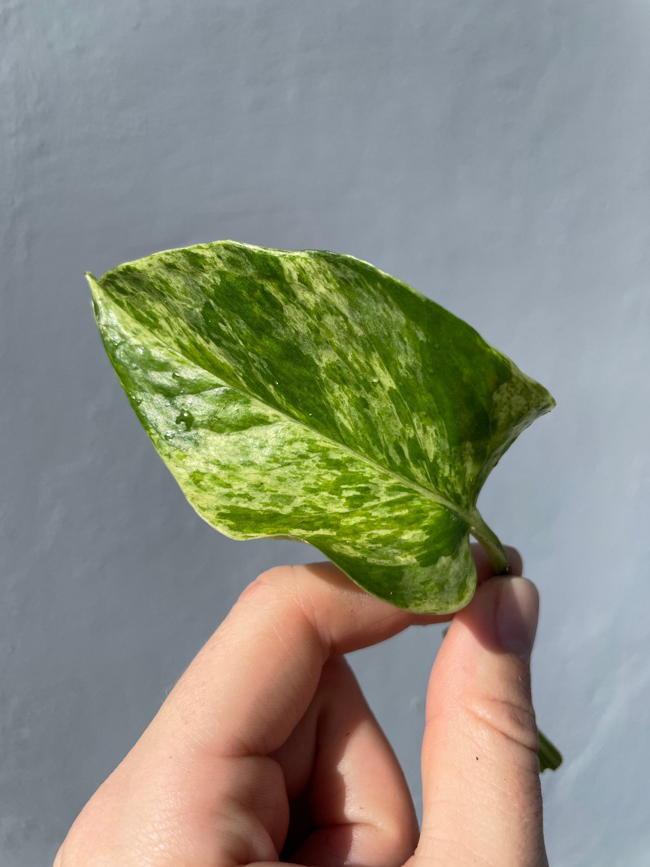 Marble Pothos Cutting Plant Cutting Pothos Cutting Single Node ...