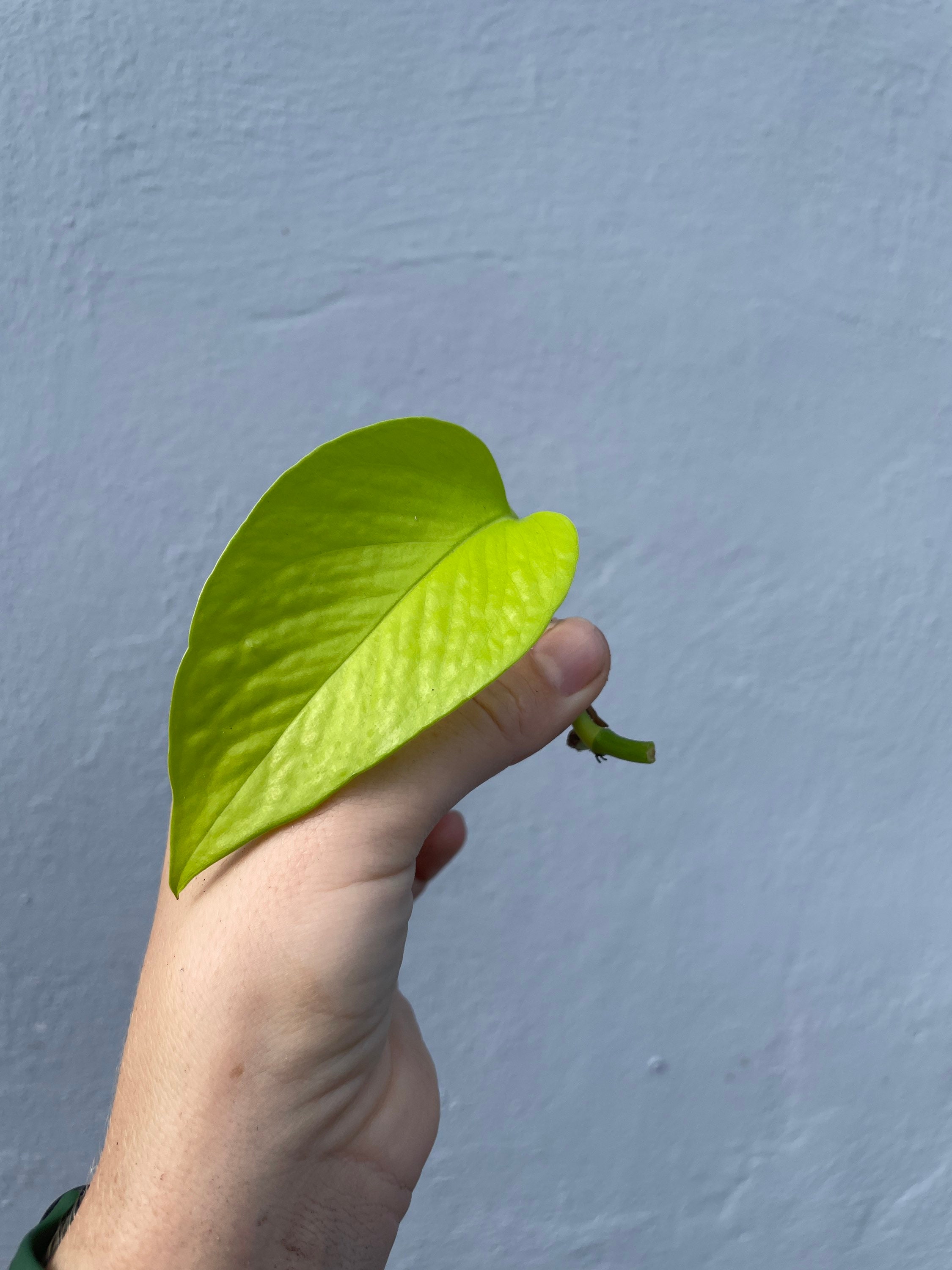 Neon Pothos Cutting Plant Cutting Pothos Cutting Single Node Houseplant ...