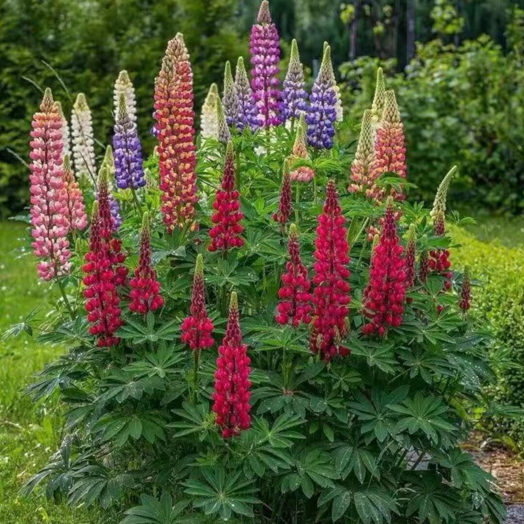 100 Mixed Color Lupine Seeds – Vibrant Spikes of Red, Purple, Pink, and ...
