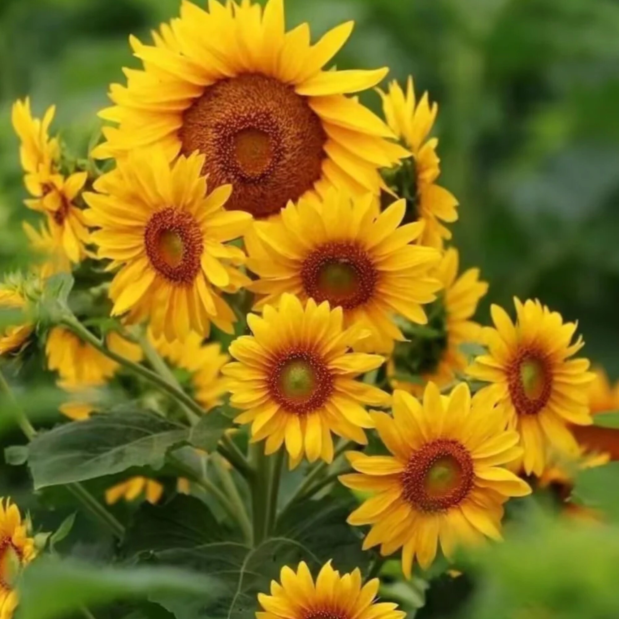 50pcs Multi-headed Sunflower Seeds for Planting- Rare and Stunning ...