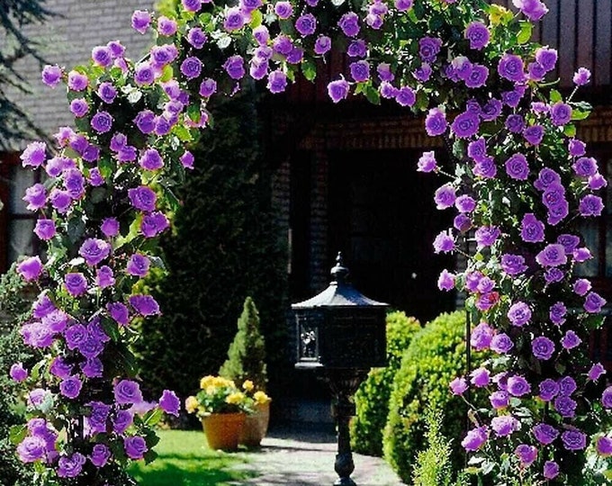 Non-gmo 20pcs Rare Twin Roses Seeds Heirloom Variety With Stunning ...