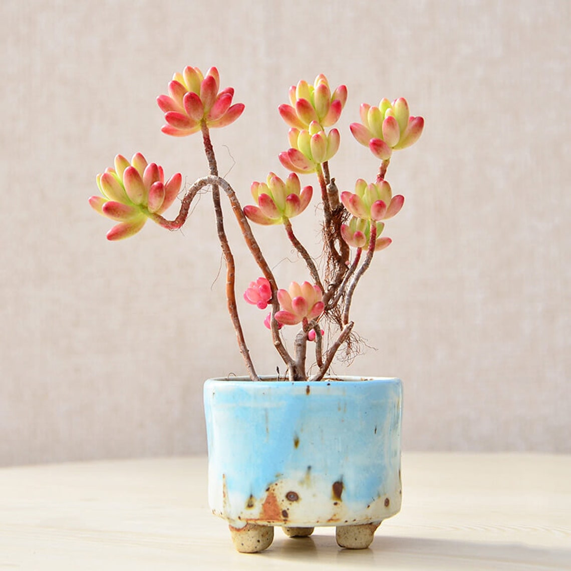 Rare Beauty Succulents Seeds Mixed 100pcs/pack - Etsy