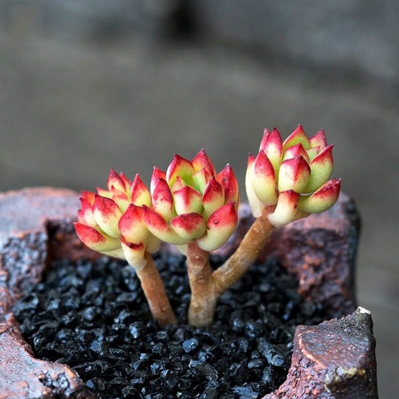 Rare Beauty Succulents Seeds Mixed 100pcs/pack | Etsy