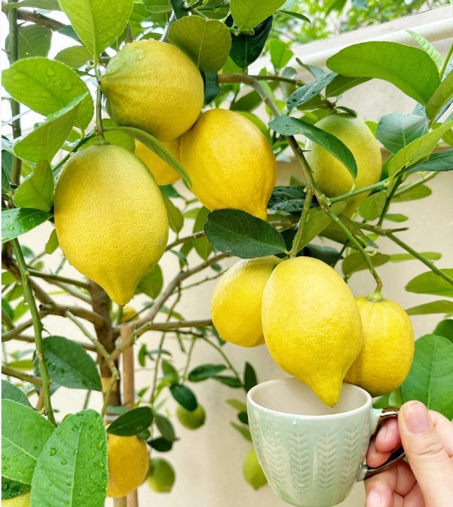 30pcs Perfume Lemon Seeds Grow Your Own Delicious Fruit-bearing Bonsai ...