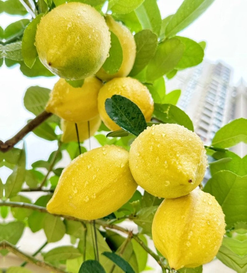 30pcs Perfume Lemon Seeds Grow Your Own Delicious Fruit-bearing Bonsai Tree Non-gmo, Heirloom ...
