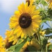 50pcs Multi-headed Sunflower Seeds for Planting- Rare and Stunning ...