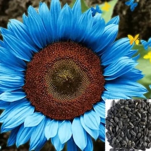 Midnight Oil Blue Sunflower Seeds - 50pcs/pack - Rare Bonsai Black ...