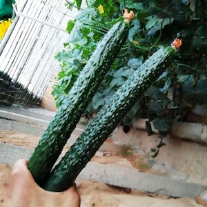 60pcs Asian Suyo Long Cucumber Seeds – Heirloom, Non-gmo – China Long ...