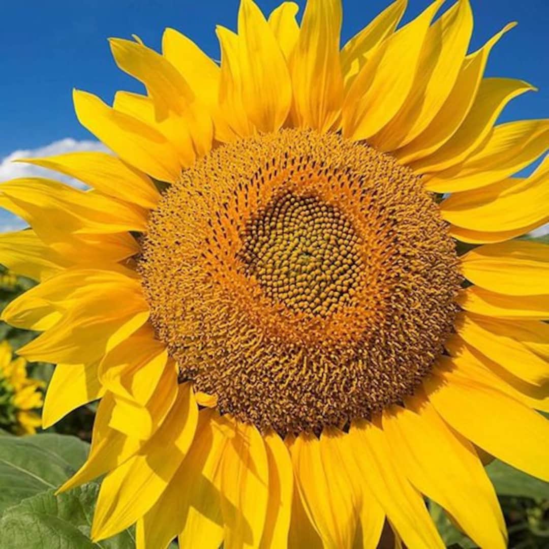 Mammoth Grey Stripe Sunflower Seeds - 50pcs/pack - Huge Blooms on 8-12 ...