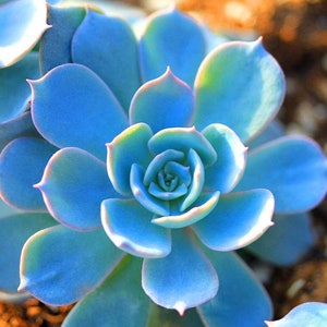 24 Varieties Rare Succulents Seeds, Lithops Seeds, 100pcs/pack - Etsy ...