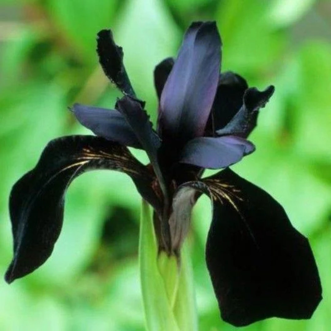 Siberian Iris Roots - Black Flowered Seeds (30pcs) - Elegant, Almost ...