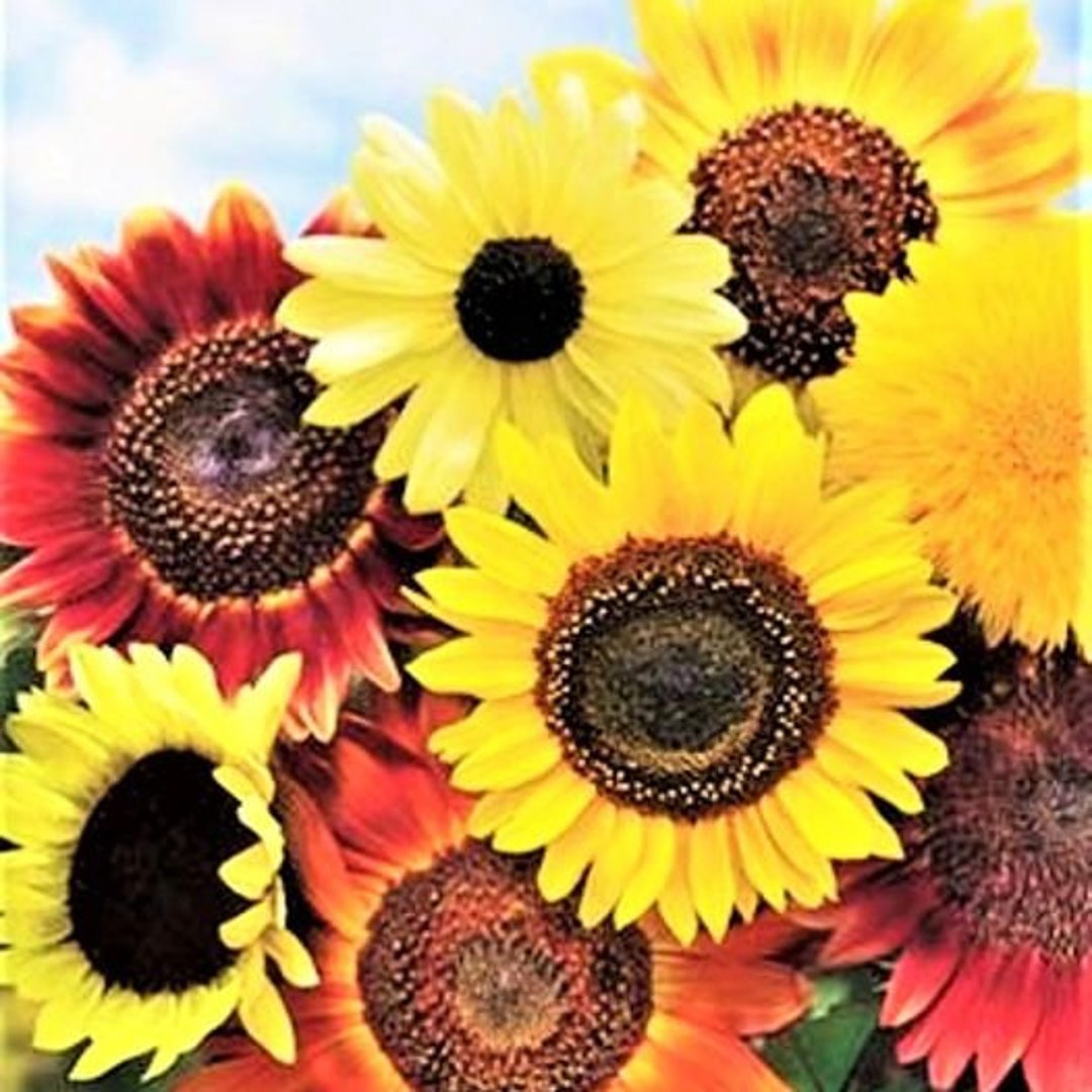 8 Species Mix Variety Pack Sunflower Seeds - 50pcs/pack - Fresh ...