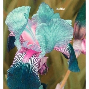 Mixed Color Rare Iris Flower Seeds (30pcs) - Perennial, Bearded Iris ...