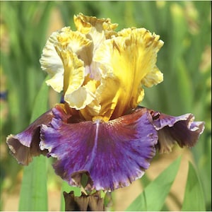 Mixed Color Rare Iris Flower Seeds (30pcs) - Perennial, Bearded Iris ...