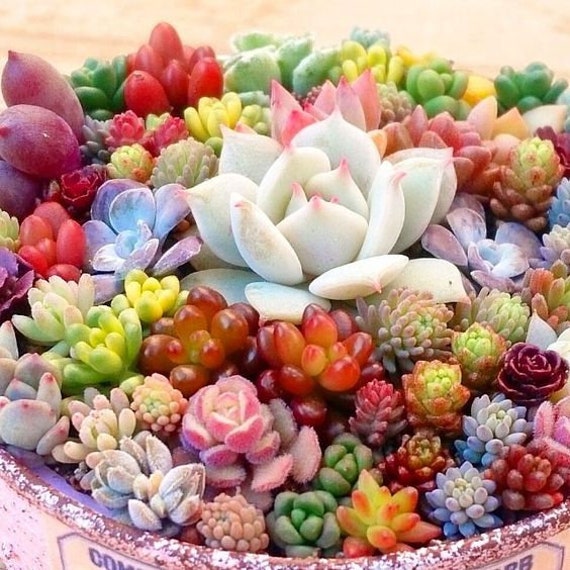 Mixed Mini Succulent Seeds 100pcs/pack - Etsy