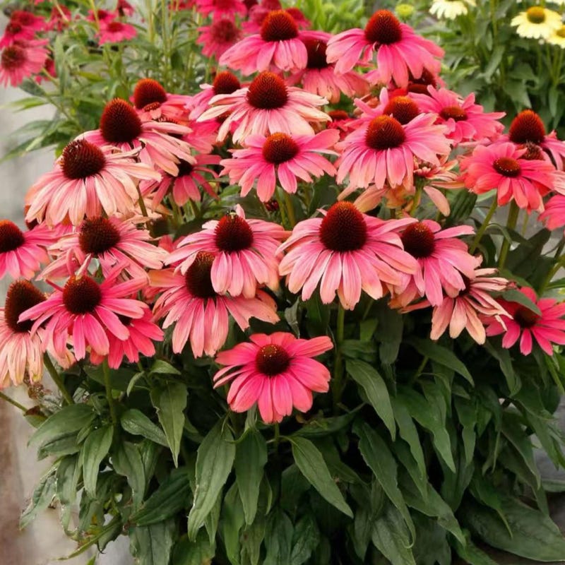 Angie Gardner Real Broker, Llc - Etsy Canada