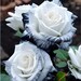 20pcs Rare Ink Rose Seeds Non-gmo Heirloom Variety for Your Garden ...