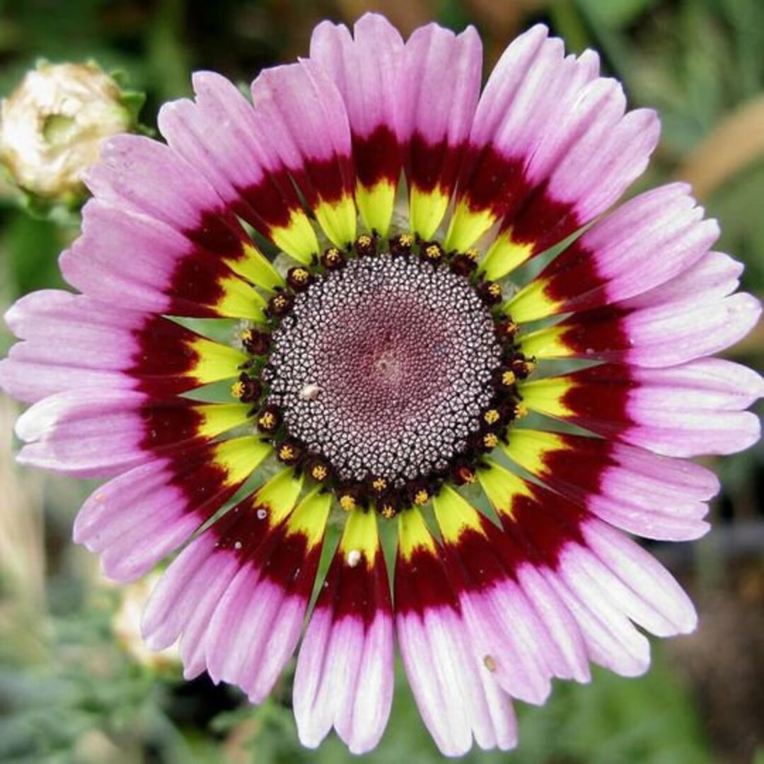 50pcs/pack Painted Mix Daisy Flower Seeds - Non-gmo Heirloom - Pink ...