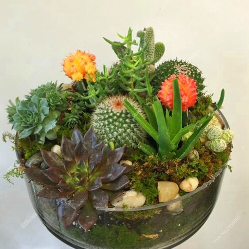 Rare Beauty Succulents Seeds Mixed 100pcs/pack - Etsy