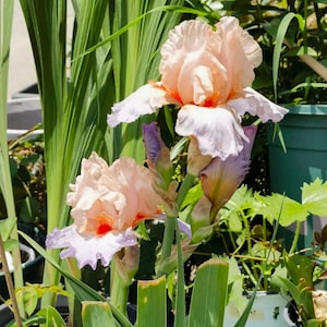 Germanica 'french Cancan' Iris Seeds - 30pcs - Elegant Bicolor Blooms ...