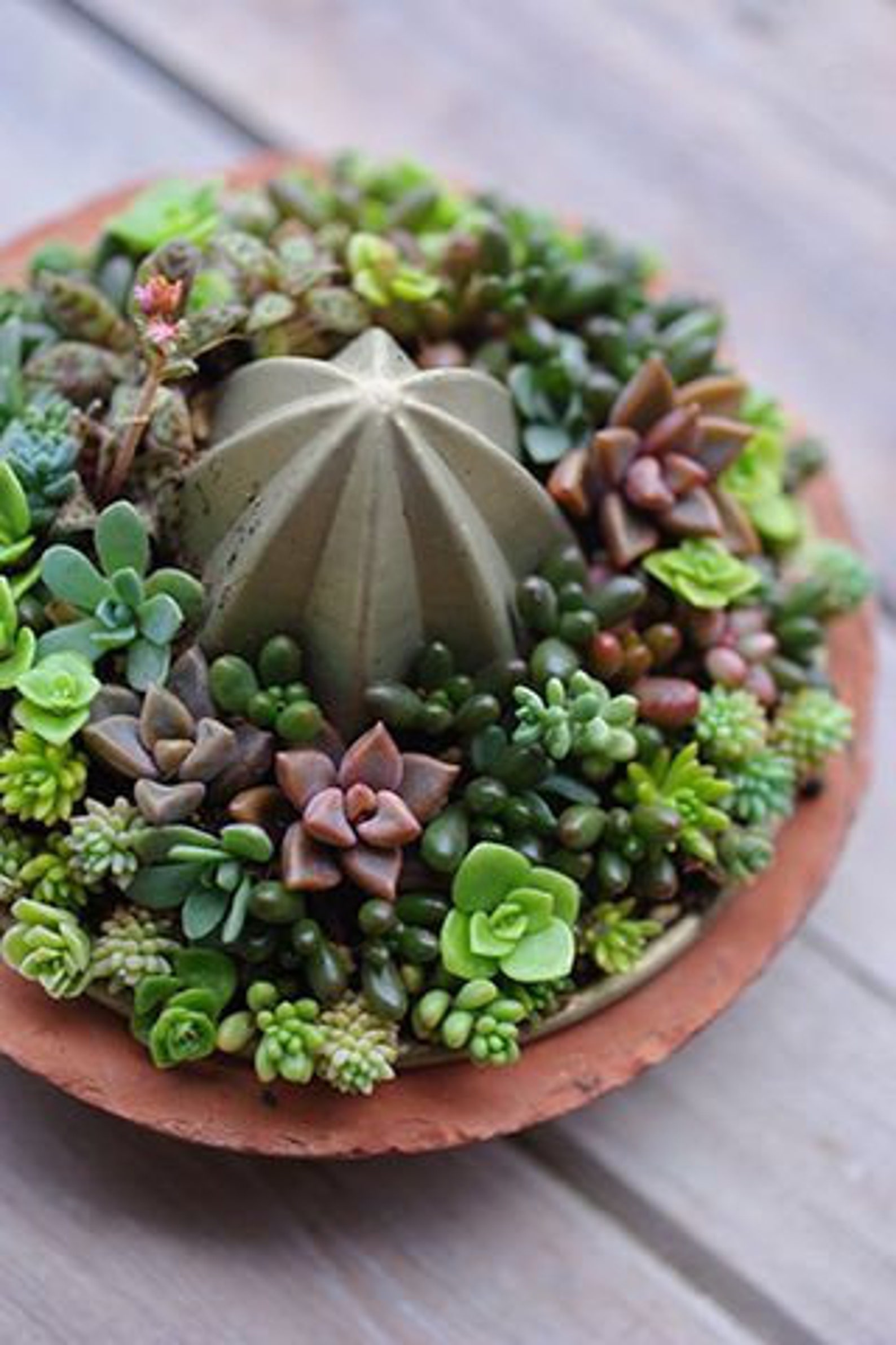 Mixed Mini Succulent Seeds, 100pcs/pack - Etsy