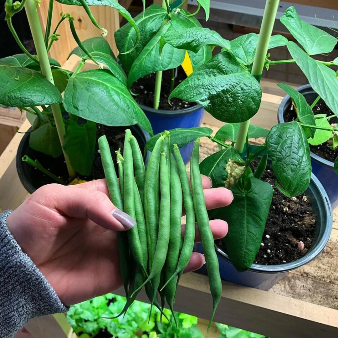 50pcs Organic Bush Bean Seeds – Non-gmo, Heirloom – Green Vegetable for ...