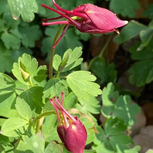1000 Red & Yellow Columbine Flower Seeds – Heirloom Aquilegia for ...