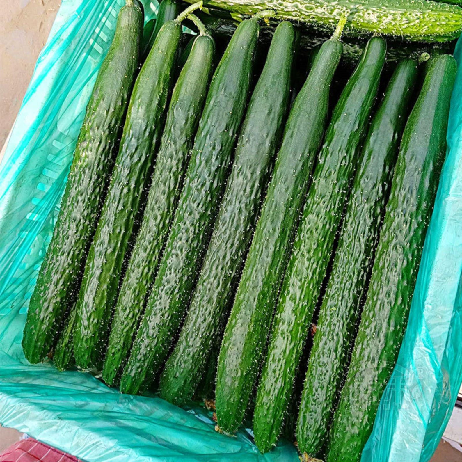60pcs Asian Suyo Long Cucumber Seeds – Heirloom, Non-gmo – China Long ...