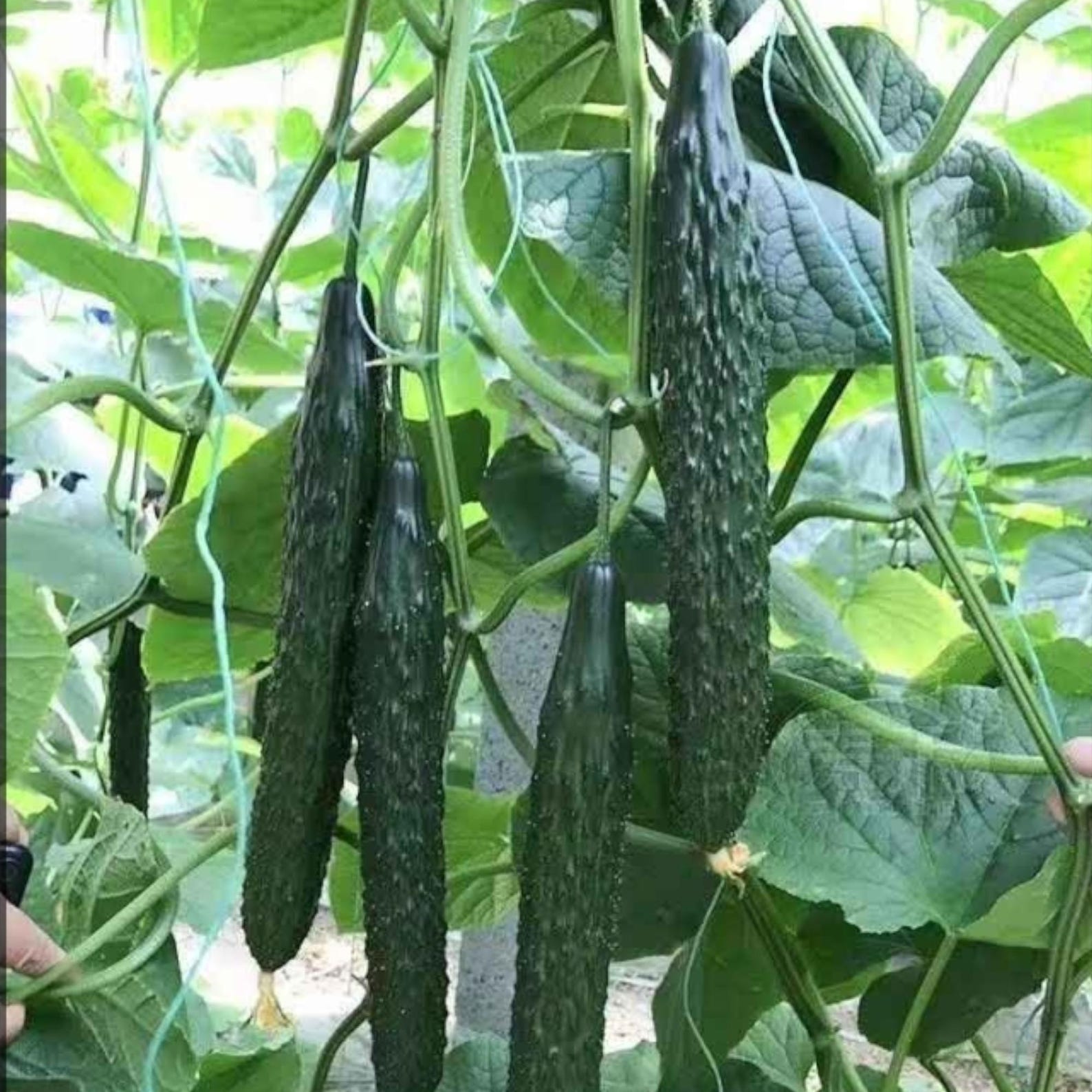 60pcs Asian Suyo Long Cucumber Seeds – Heirloom, Non-gmo – China Long ...