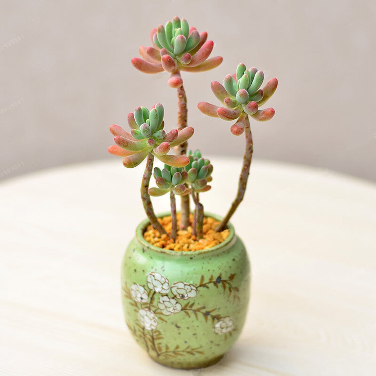 Rare Beauty Succulents Seeds Mixed 100pcs/pack - Etsy