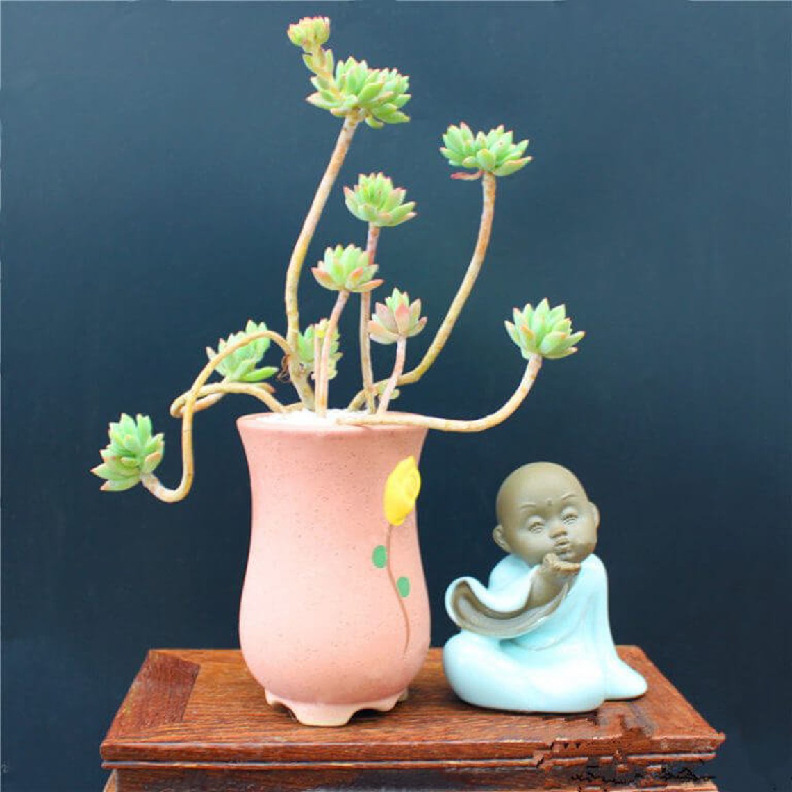 Rare Beauty Succulents Seeds Mixed 100pcs/pack - Etsy